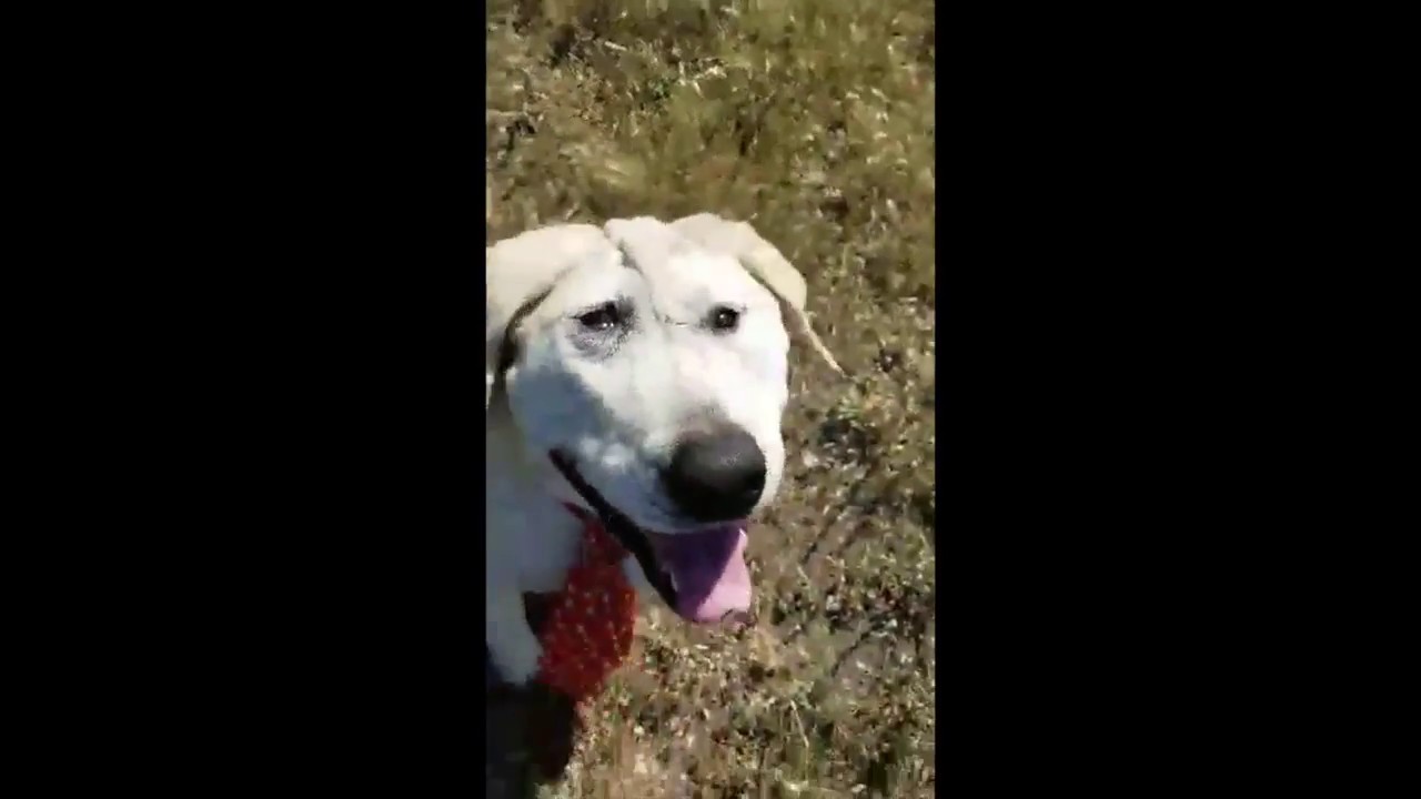 Beaux Tox, the dog with a heart of gold and a precious, but smushed ...