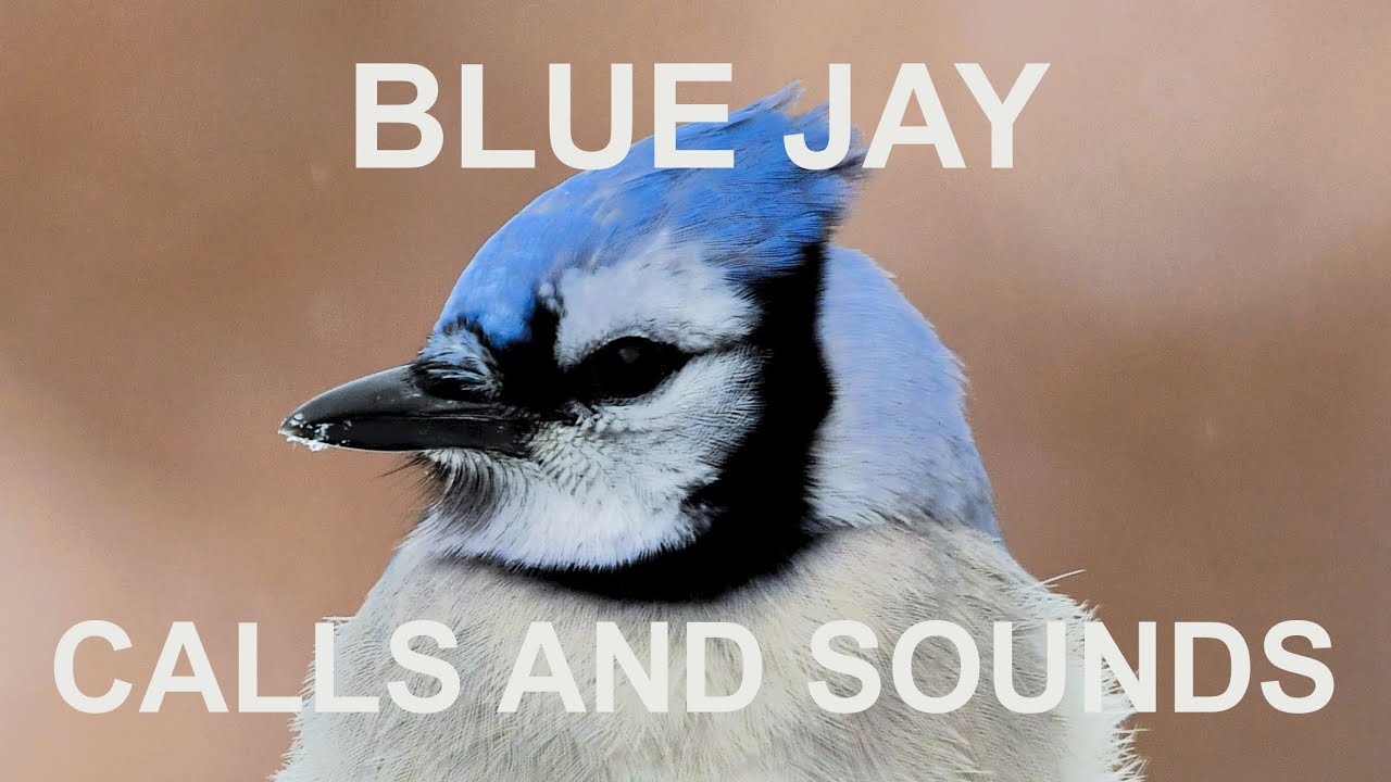 Blue Jay Calls, Songs and Sounds, Cyanocitta cristata, Bird Calls Bird ...