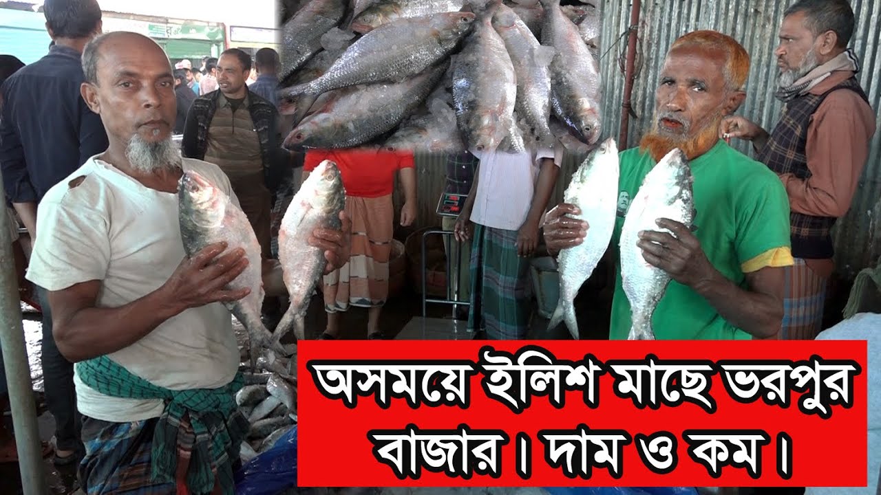 অসময়ে ইলিশ মাছে ভরপুর বাজার। দাম ও কম। Helsha Fesh News - YouTube