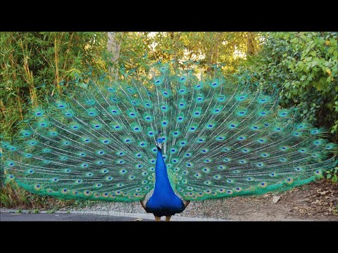 Original video Peacock Love Dance | The Most Stunning Nature Display Ever Filmed, Real Nature Sound