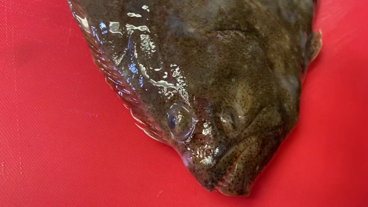 Flat Fish Fabrication Demo - YouTube