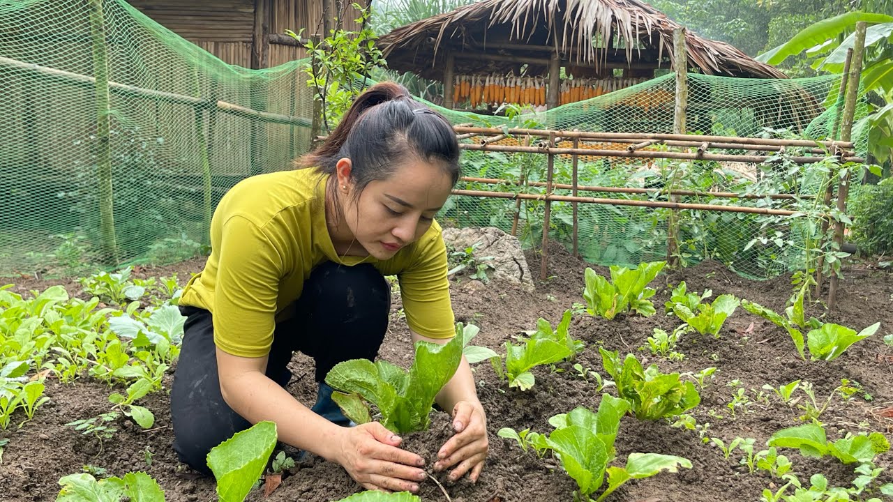 How to develop off-grid agriculture, grow corn, take care of tomatoes ...