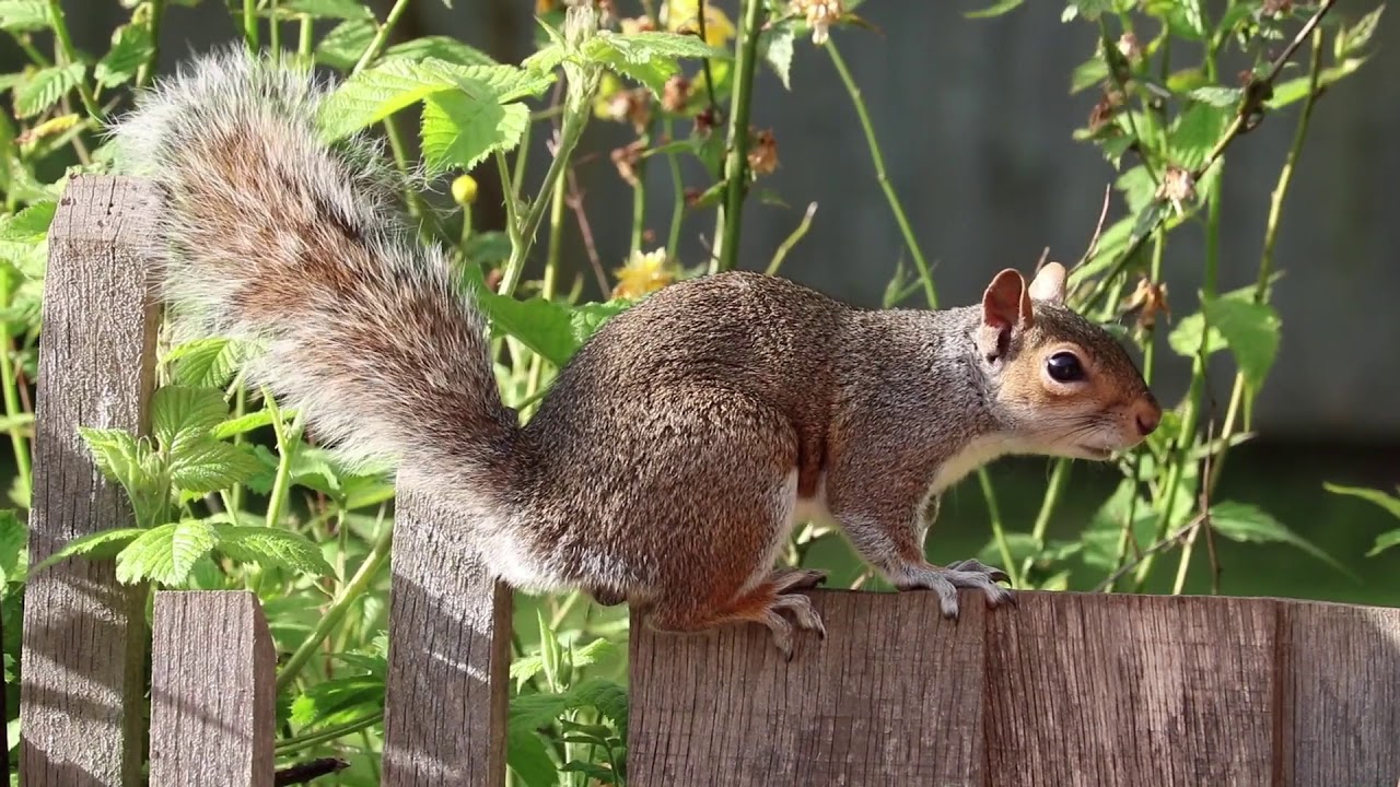 4k nature ultra hdr test video [60fps] 🐿️ Squirrel 🐿️ - YouTube