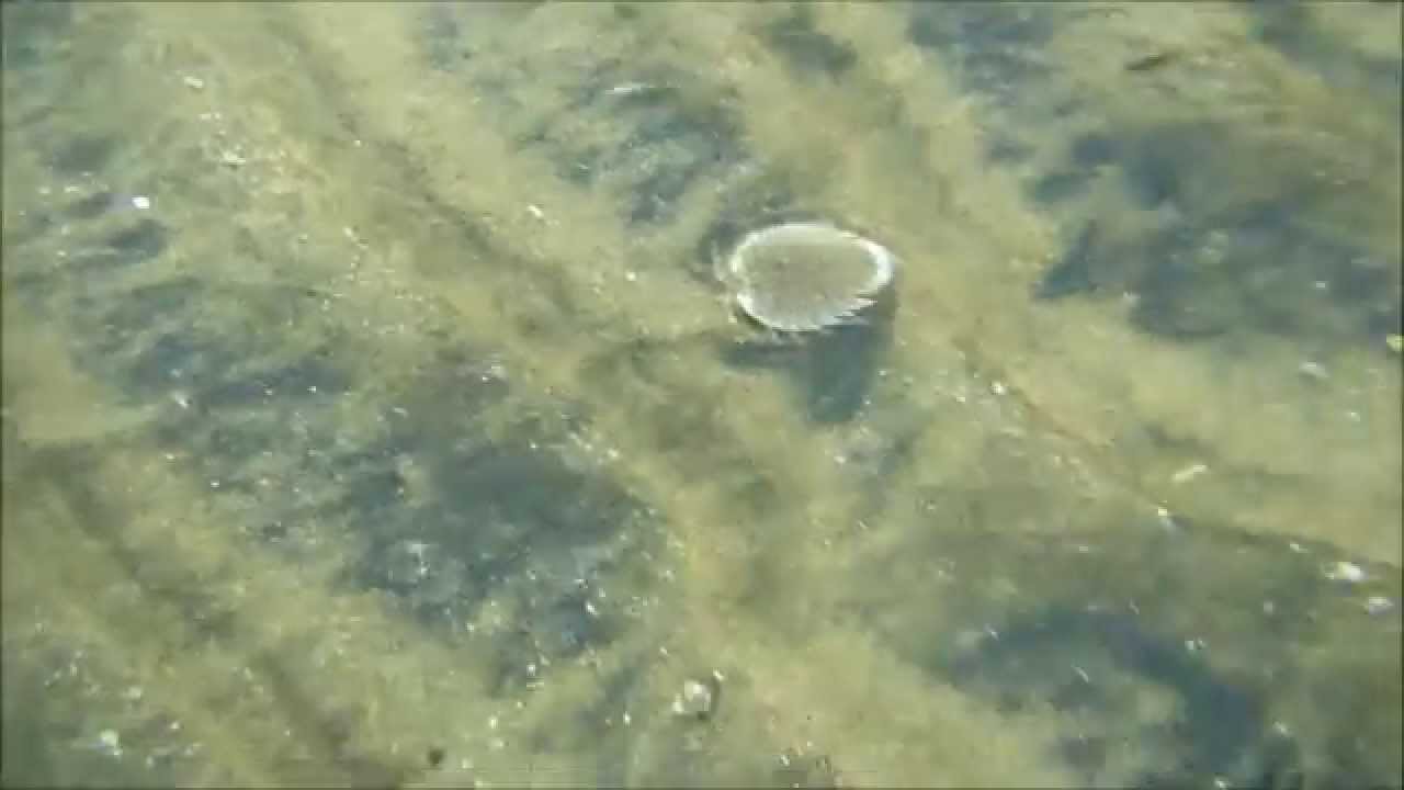 Isopoda Serolis - YouTube