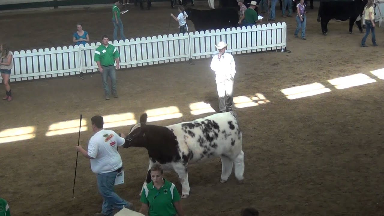 Iowa State Fair - Champion Shorthorn Steer Drive Sponsored by Circle H ...