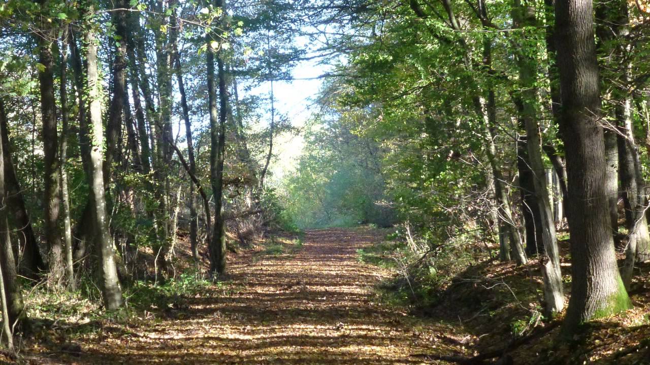 The Path (Celtic Music) - Steve Raphael - YouTube