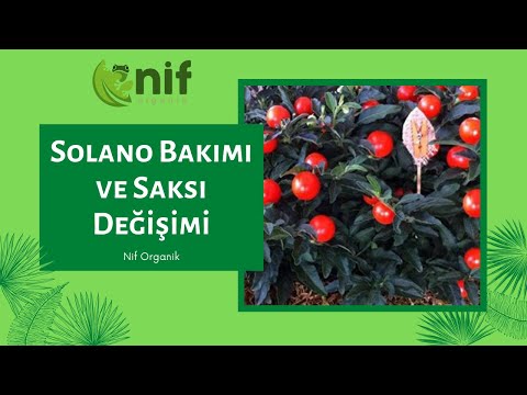 Solano Bakımı ve Saksı Değişimi