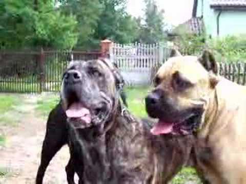 cane corso beauty dogs - YouTube