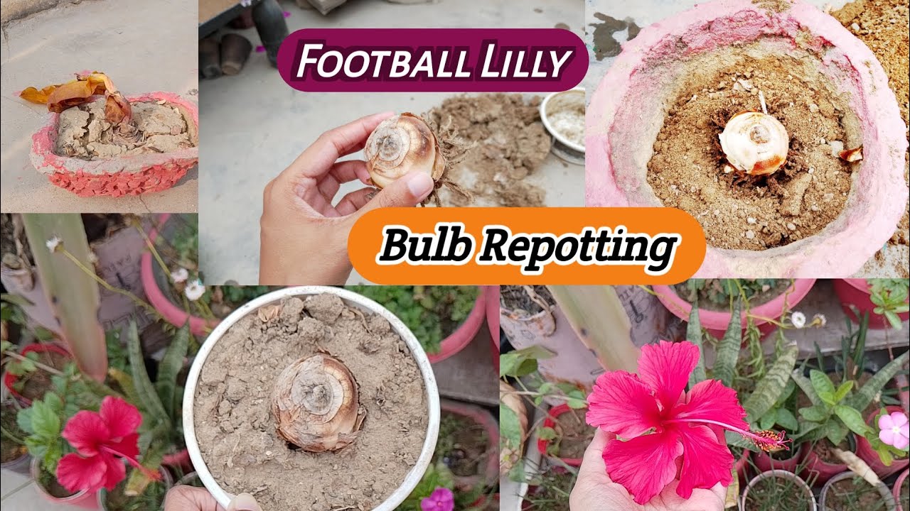 Take advantage of the month of April to grow football lily bulbs and ...