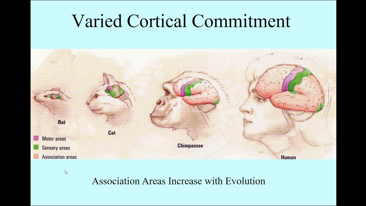 CorticalCommitment - YouTube