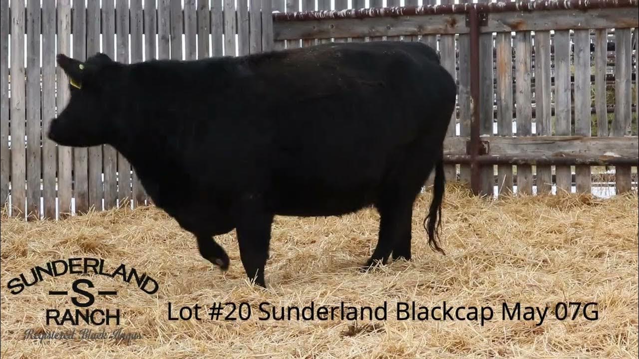 Lot #20 Sunderland Blackcap May 07G - YouTube