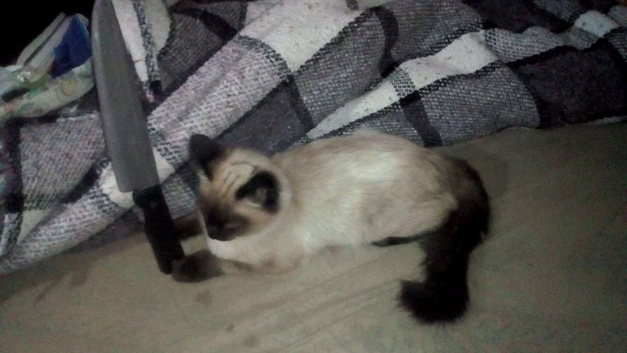 El gato con cuchillo asesino - YouTube
