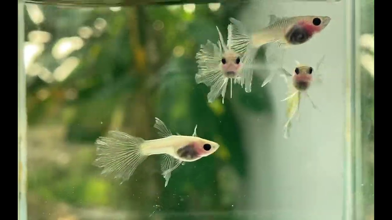 Pinku Swallow tail /Guppy🇹🇭 - YouTube