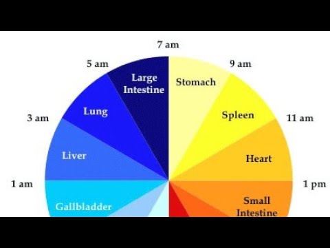 Organ clock theory - YouTube