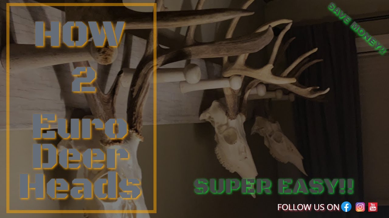 DIY European Mount (Whitetail) Boiling Method - YouTube