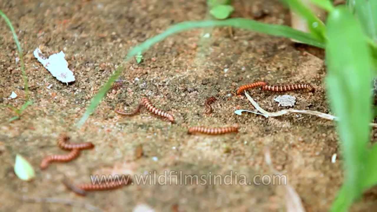 Worms crawl around : Indian monsoon - YouTube