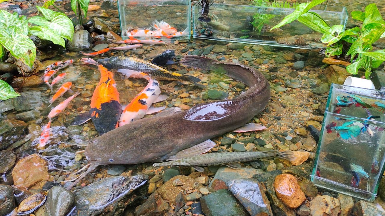 Find large catfish, goldfish, betta fish, ornamental fish, alligator ...