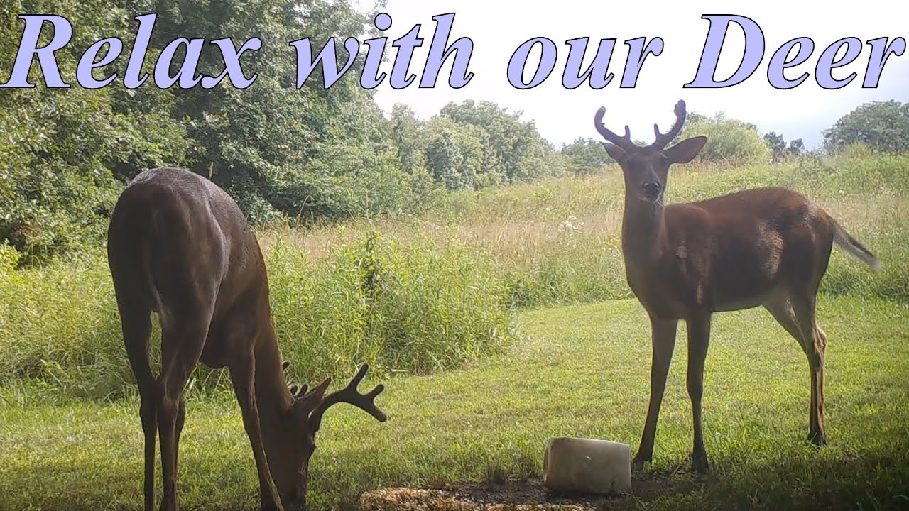 Relax With Our Deer #403 - YouTube