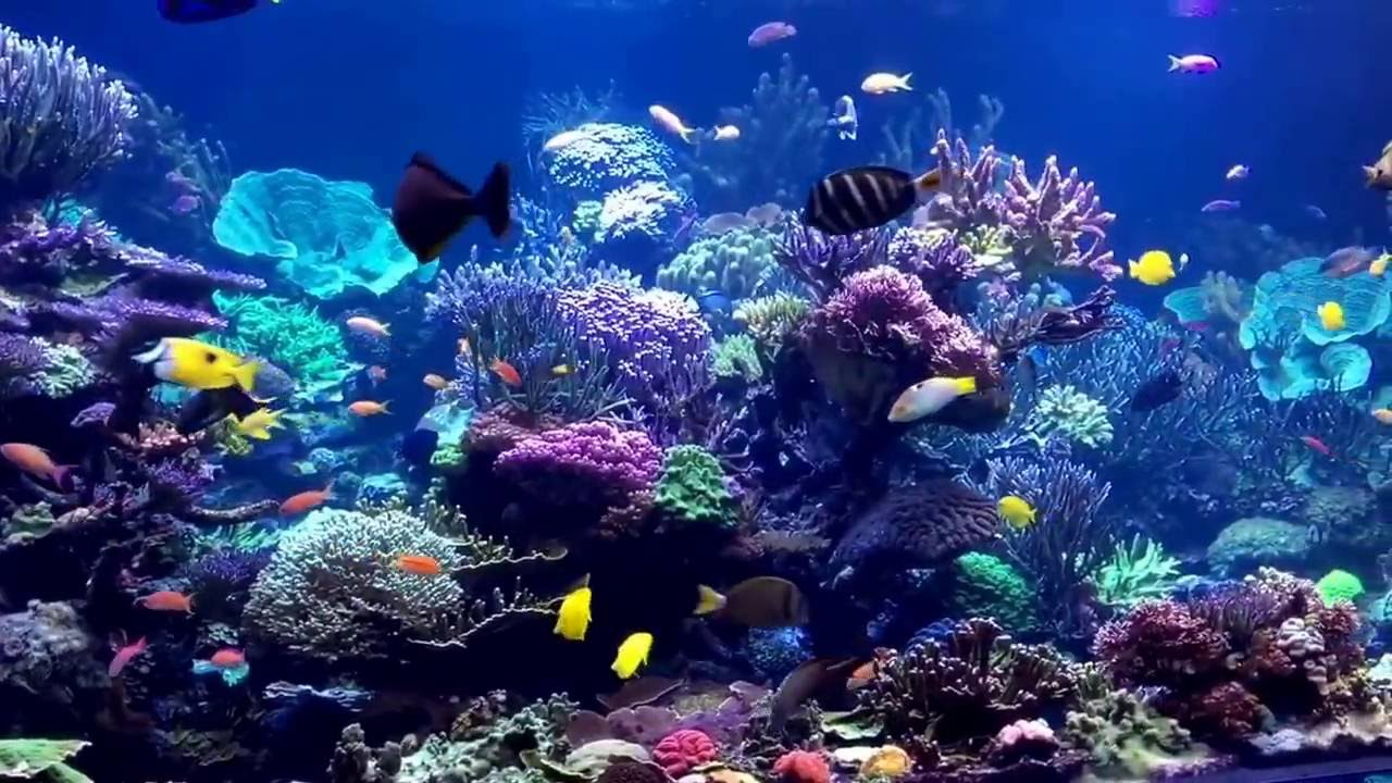 Atlantis Reef Aquarium Front View - YouTube