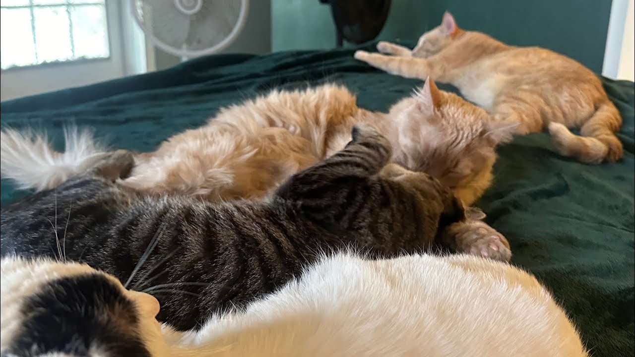 My cat is dramatic when he is sleepy - YouTube