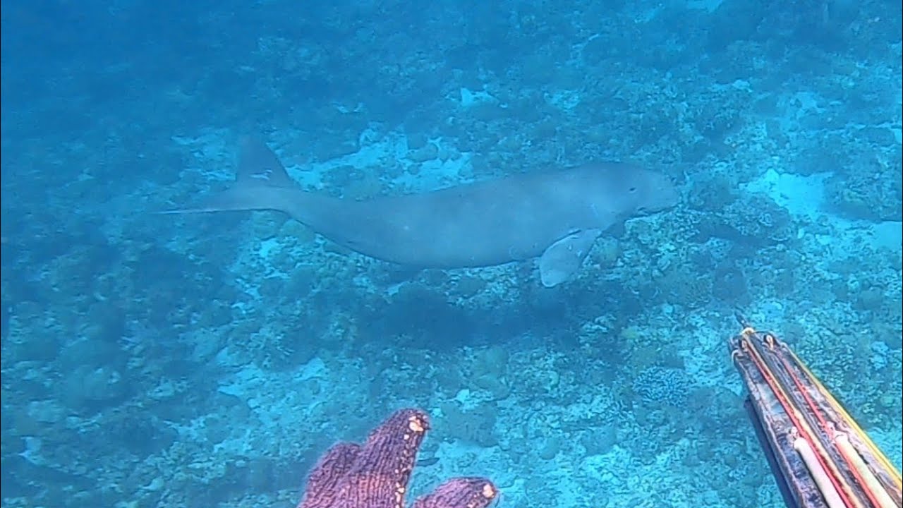 kuatnya tenaga ikan monster GT serta ketemu ikan duyung atau dugong ...