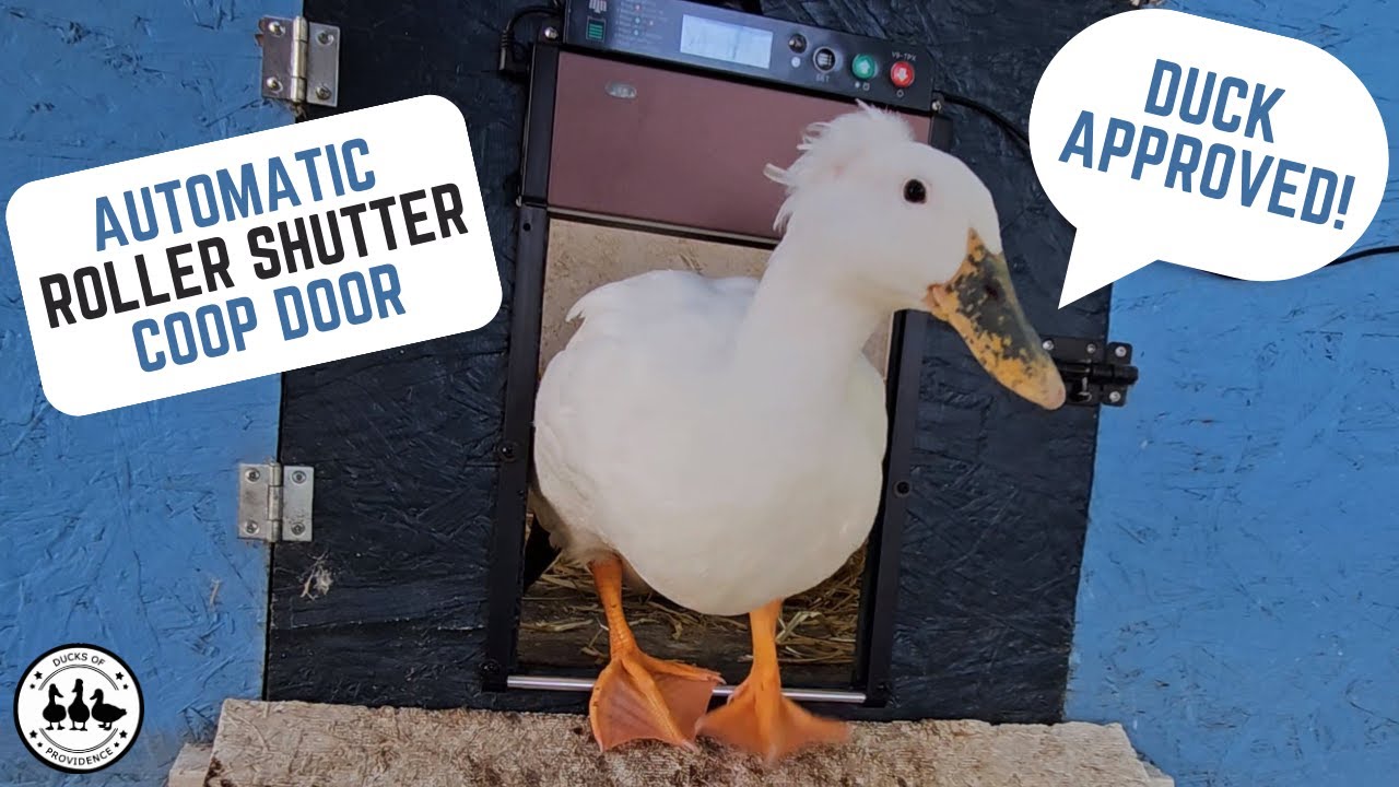 Product Review: Automatic Roller Shutter Coop Door - YouTube