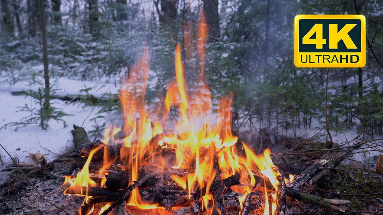 🔥 Cozy Campfire in the Winter Forest (12 HOURS). Campfire with Burning ...