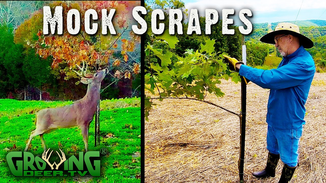 Easy, Step by Step Guide to Make Mock Scrapes (#570) - YouTube