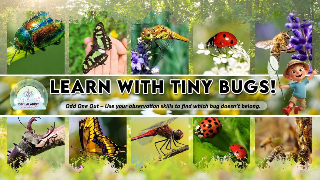 Learn with Tiny Bugs! – Kids Learning Game - Odd One Out 🐞🦋🦗🐜 - YouTube