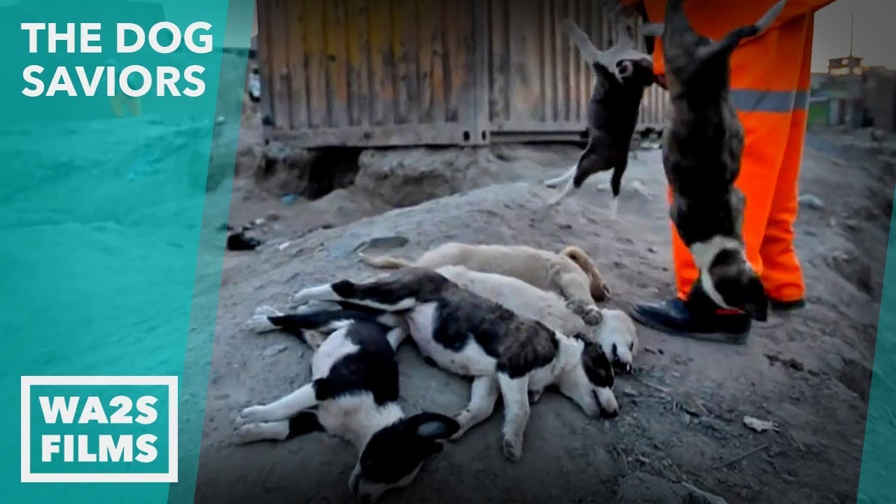 Saving 2018 Fifa Russia World Cup Host City Homeless Dogs! THE DOG ...