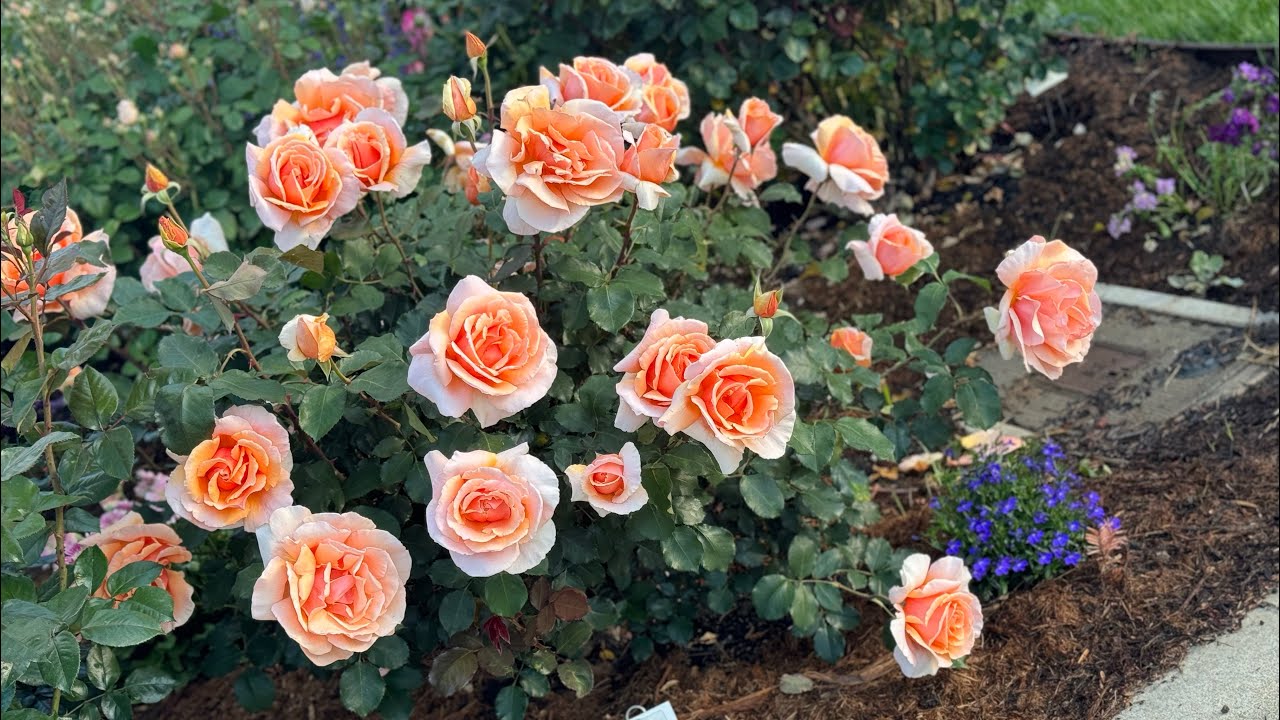 Just Joey Hybrid Tea Rose