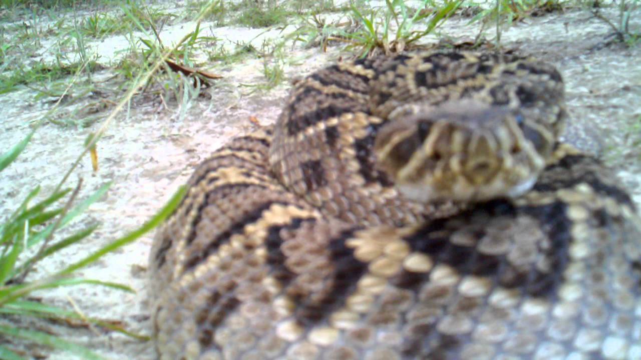 Close up rattlesnake. - YouTube