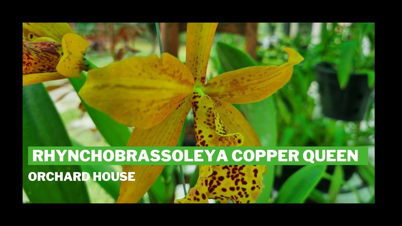 Rhynchobrassoleya Copper Queen | Orchard House - YouTube