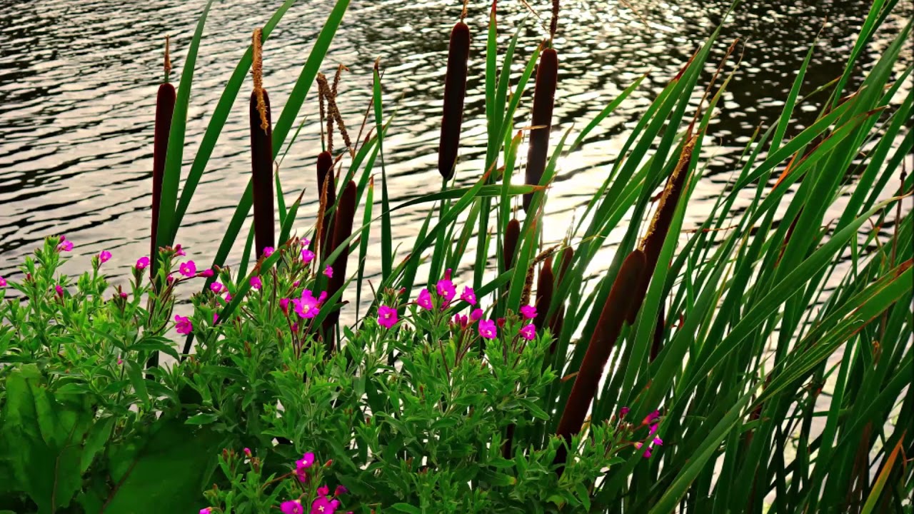Heart Songs - 07 Riverbank Resting Place - Native American Flute ...