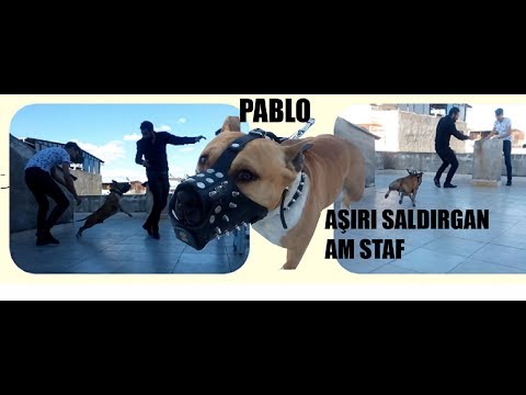 AŞIRI DERECEDE SALDIRGAN KÖPEK (pablo)ŞOK OLACAKSINIZ!!!
