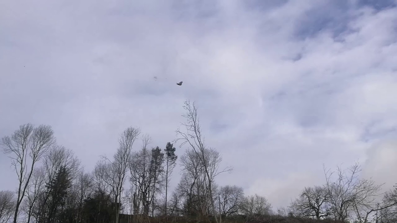 Driven pheasant - Bodidris Shoot, North Wales - Farmwood Drive - YouTube