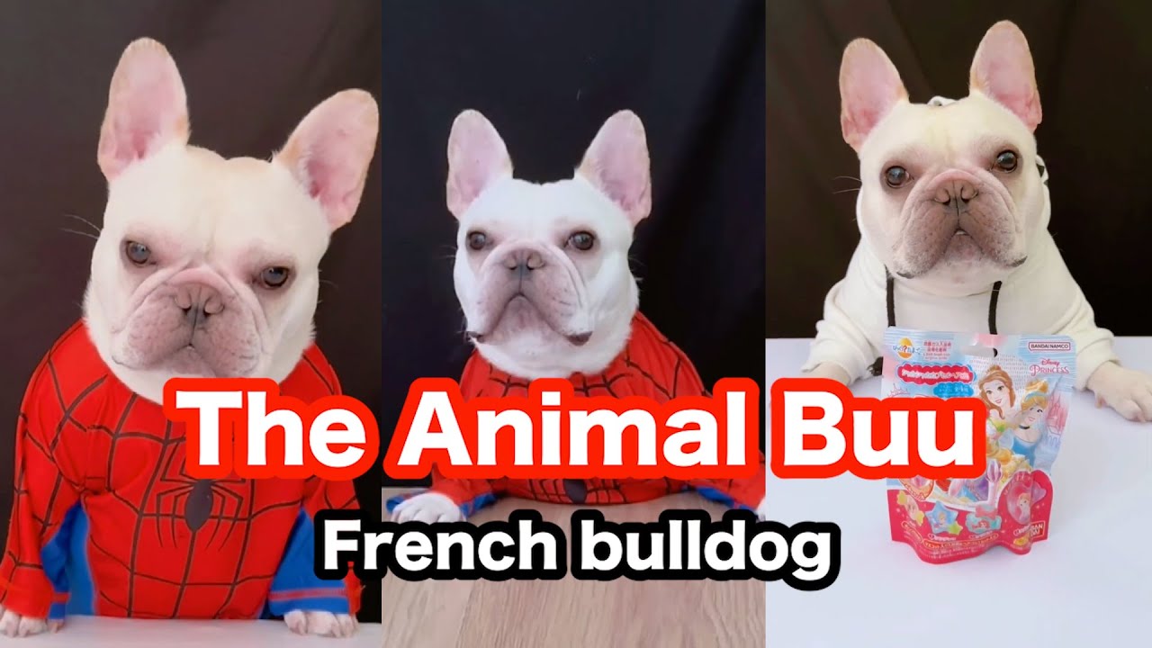 The Animal Buu Compilation | the most Fuuny collection203 #theanimalbuu ...