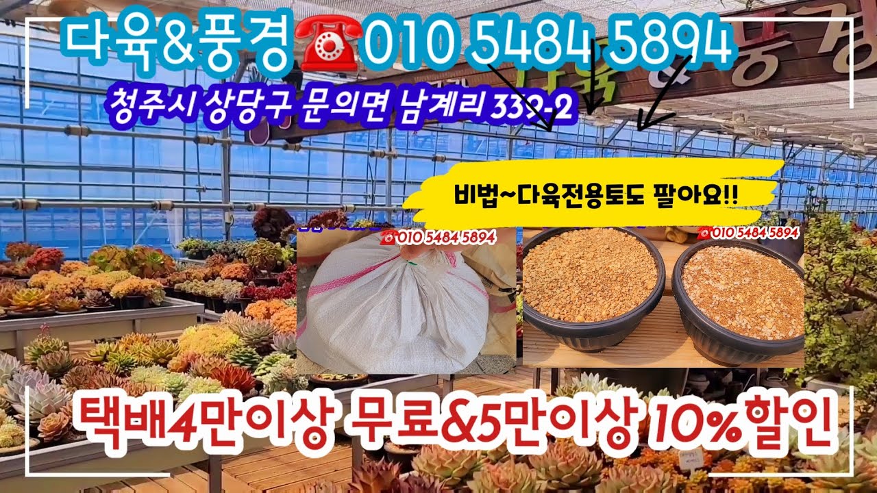 청주다육and풍경에서 직접키운 다육💗택배4만이상무료5만이상10할인💗깔끔한수형중대사이즈 묵은다육💕도매가능소매매장운영택배가능