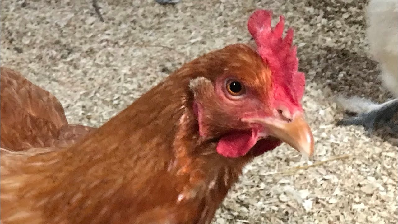 I MADE A CHICKEN TALK - YouTube