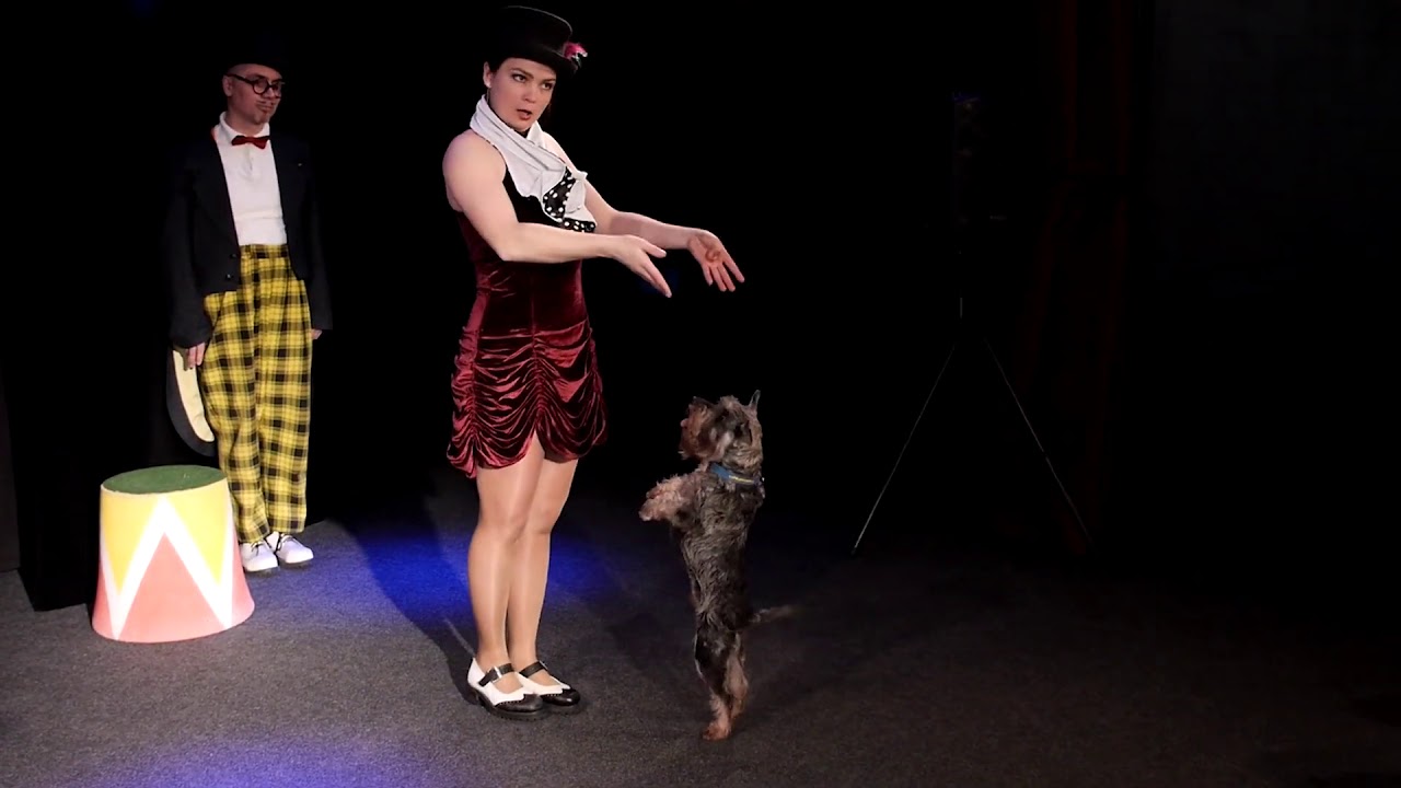 2420 Сomedy Dog Theater - YouTube