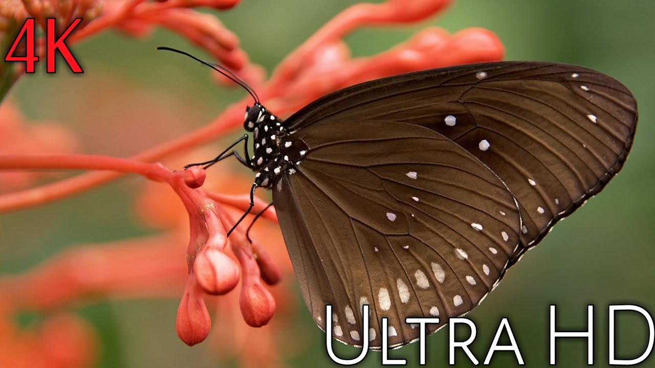 Butterflies Flying in Slow Motion HD | Most Beautiful Butterflies on ...