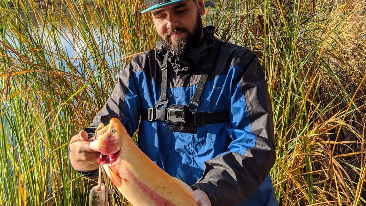 "RARE" Lightning Trout Caught! - YouTube