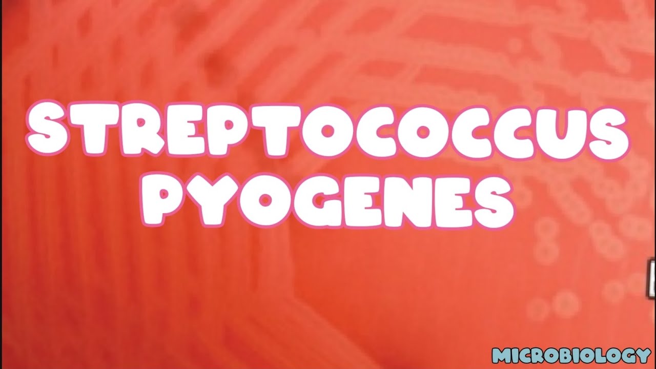 Streptococcus Pyogenes | Bacteriology | Microbiology - YouTube