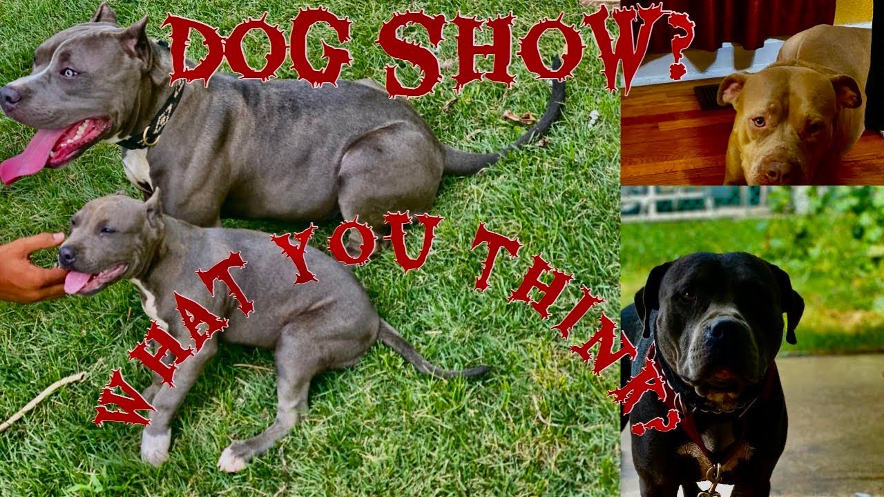 AMERICAN BULLY AMERICAN PIT BULL DOG SHOW? (BOSSMAN DOG SHOW) - YouTube