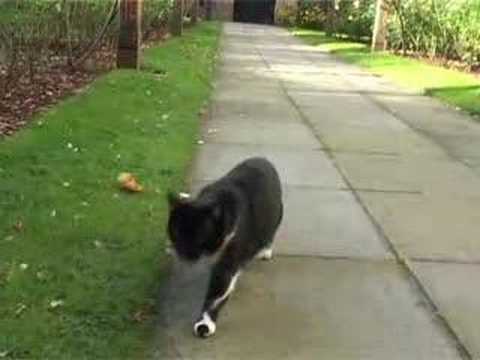 Number 10 welcomes Sybil the cat - YouTube