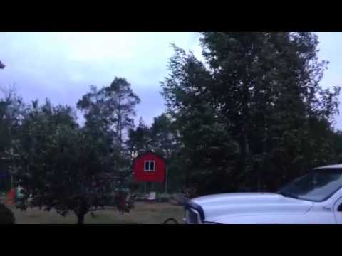 Robin Morning Song - YouTube