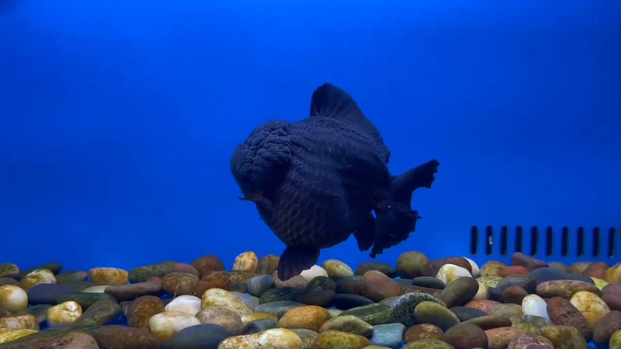 thailand oranda goldfishes black oranda short tail oranda rosetail ...