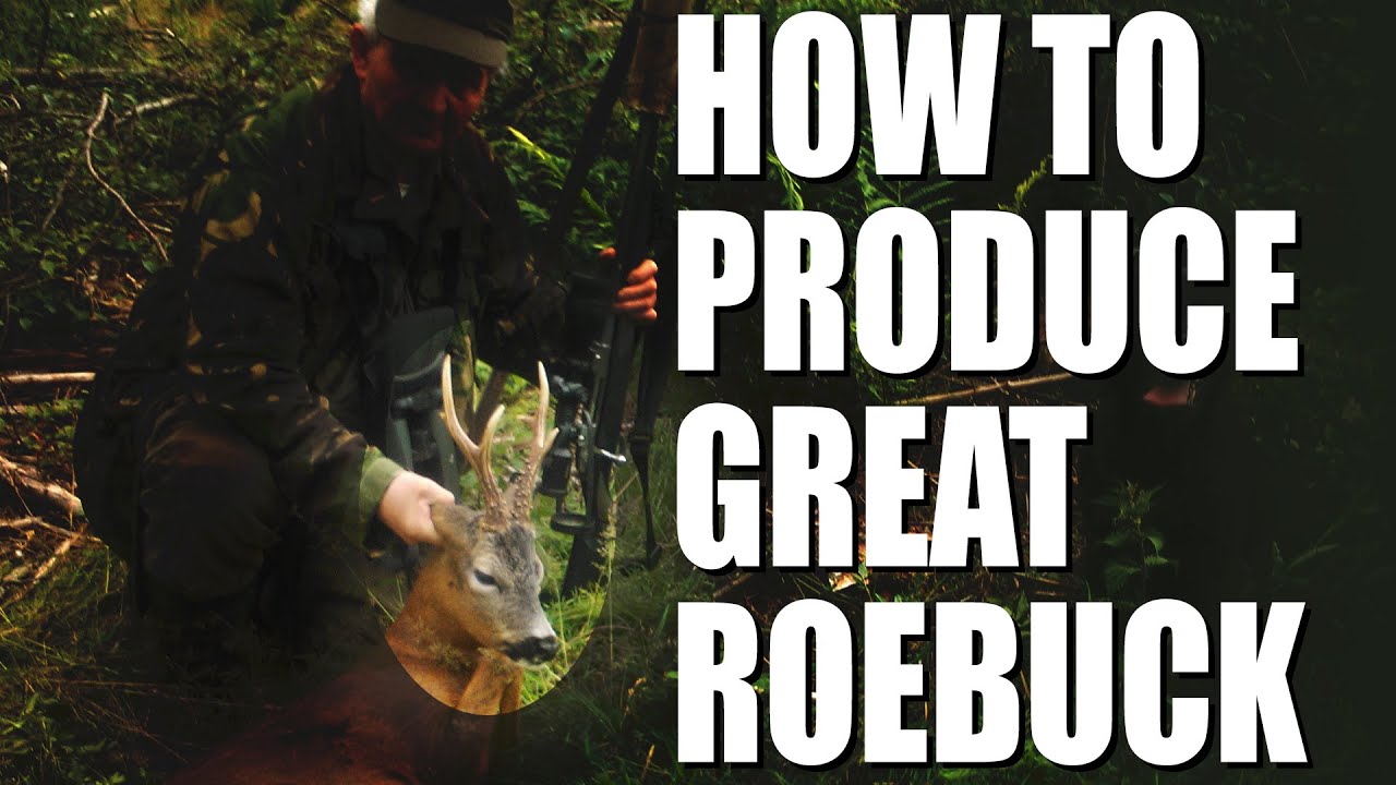 How to produce great roebuck - YouTube