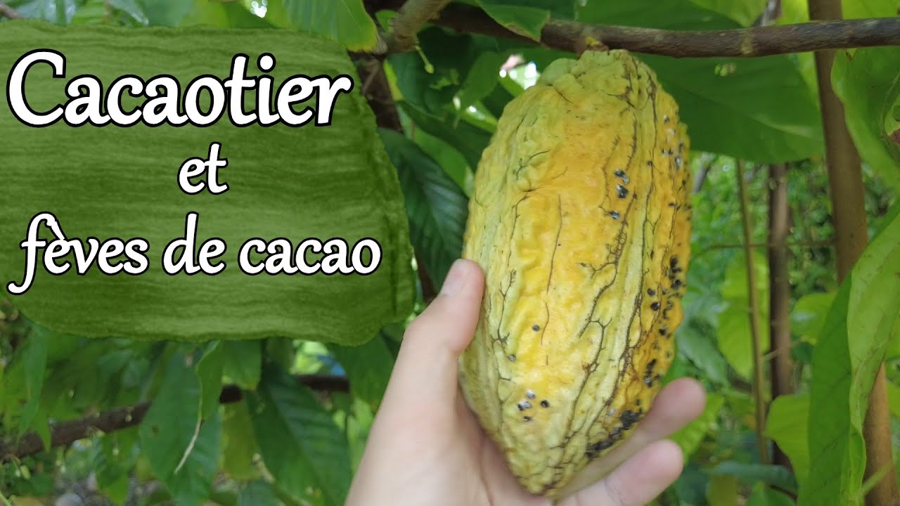 Le cacaotier et la fève de cacao - YouTube