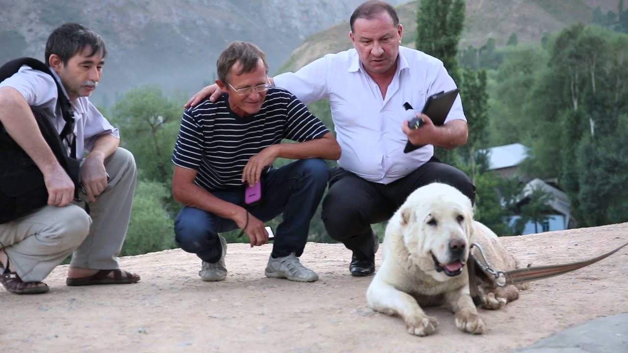 Barfak- famous and well-known aboriginal Tajik shepherd dog - YouTube